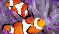 Découvrez le Macropinna, un étrange poisson des abysses à la tête ...