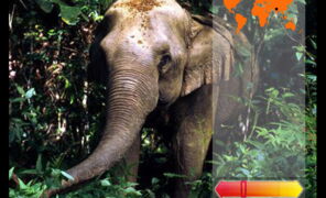 Ces 18 animaux méconnus à l'aspect étonnant pourraient disparaître ...