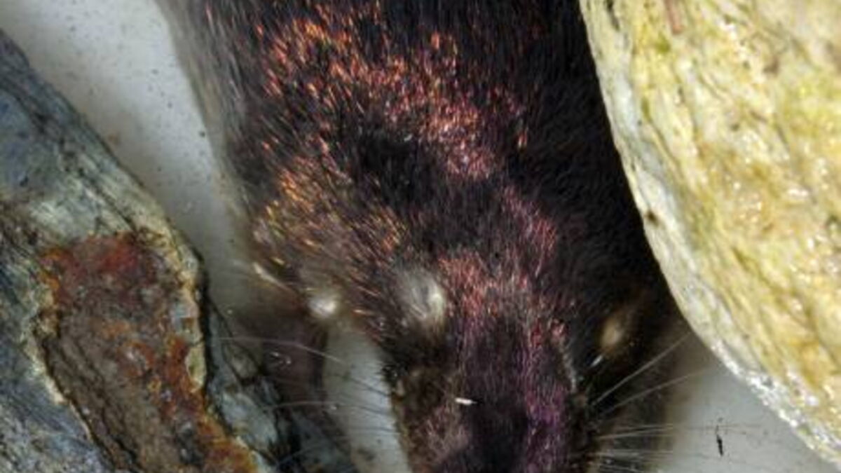 Le desman des Pyrénées : une espèce à protéger