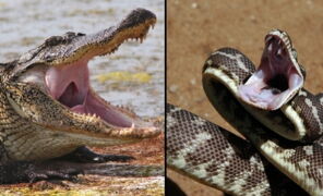 Etats-Unis : Il vivait avec 20 pythons chez lui (Photos)