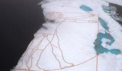 Animaux de la banquise : ces 5 espèces ont su s’adapter à des conditions de vie extrêmes