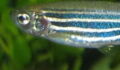 Découvrez le Macropinna, un étrange poisson des abysses à la tête ...