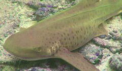 Ces animaux sont capables de se reproduire seuls