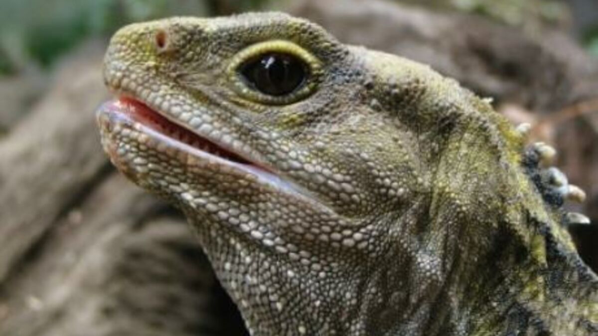Un jeune sphénodon observé en liberté pour la première fois depuis 200 ...