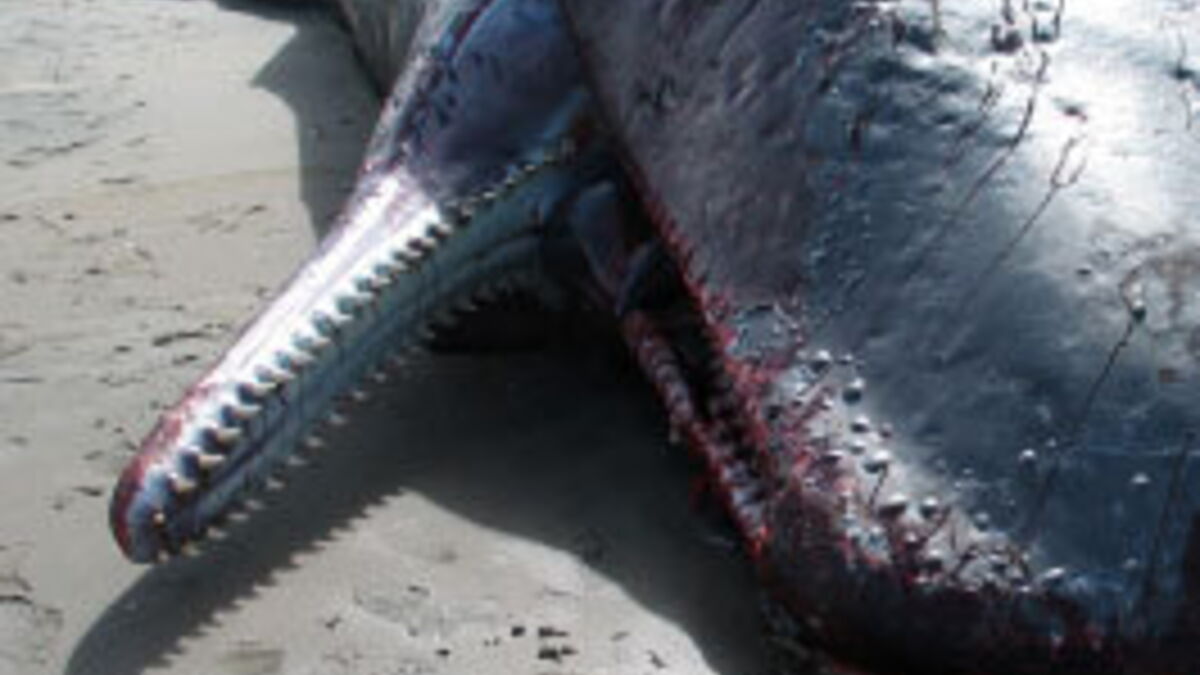 Un cachalot s’échoue sur une plage australienne