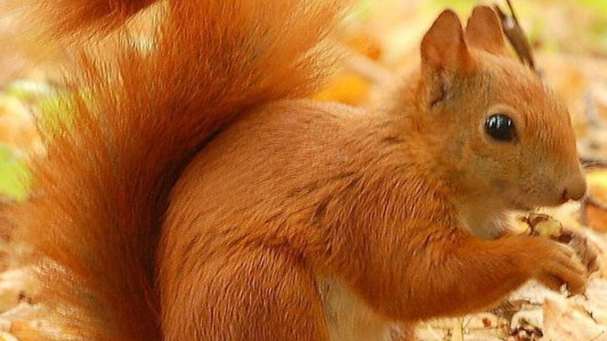Royaume-Uni : l'écureuil roux a retrouvé son habitat
