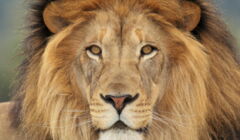 Rugissement du lion : comment le lion rugit-il