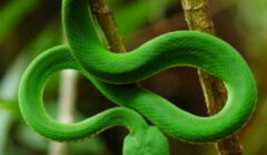 Boa constrictor : tout savoir sur ce serpent géant capable de chasser ...