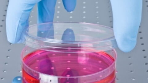 Le scutoïde, une forme géométrique inédite révélée par l'étude des cellules