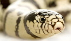 Boa constrictor : tout savoir sur ce serpent géant capable de chasser ...