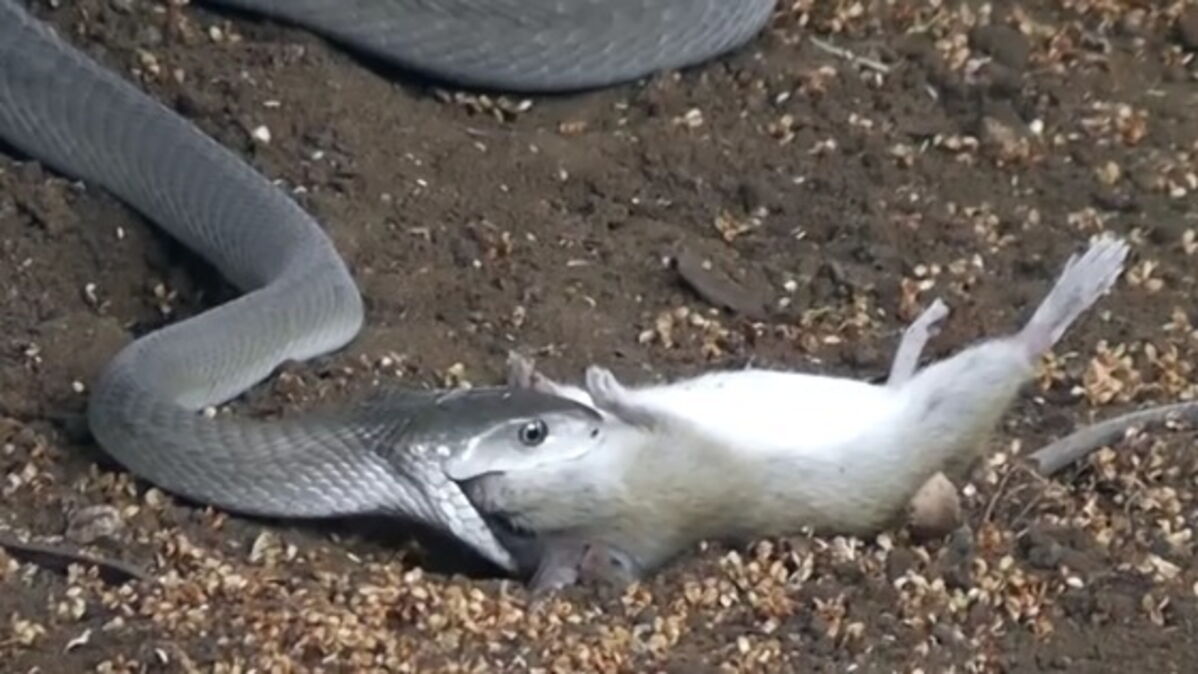 Le spectacle du terrible repas d’un mamba noir surpris lors d'un safari