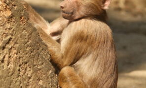 Pourquoi le singe nasique a-t-il un si gros nez ? À quoi lui sert-il