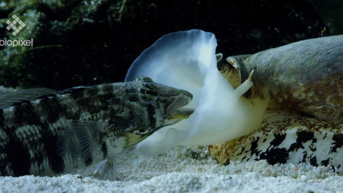 Ce mollusque dévore un poisson pendant son sommeil