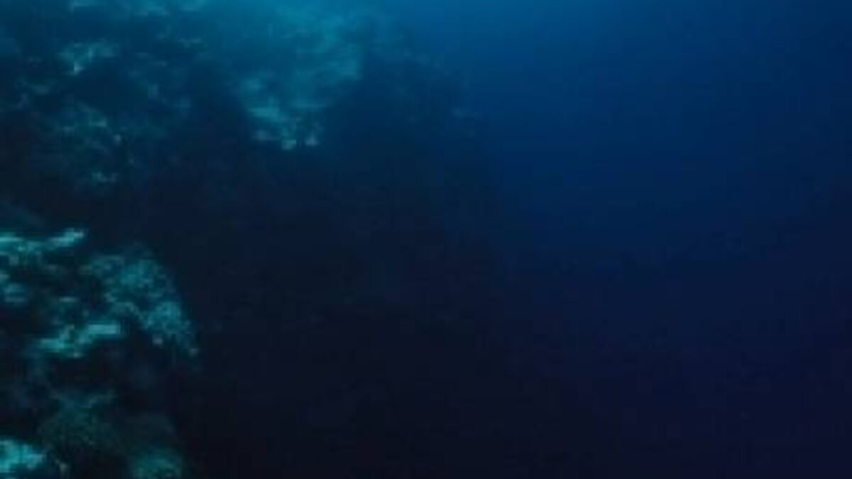 Une nouvelle espèce de poisson découverte à plus de 7 km de profondeur