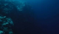 Découvrez le Macropinna, un étrange poisson des abysses à la tête ...