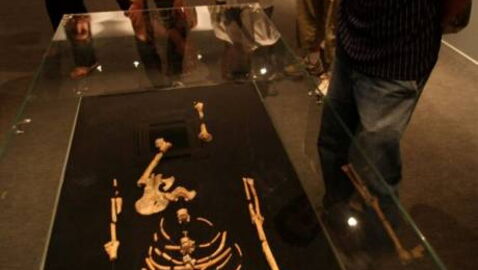 Voici le Pakicetus, l'ancêtre terrestre de la baleine