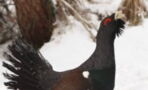 Chèvre alpine : portrait de cette race de chèvre laitière hors pair