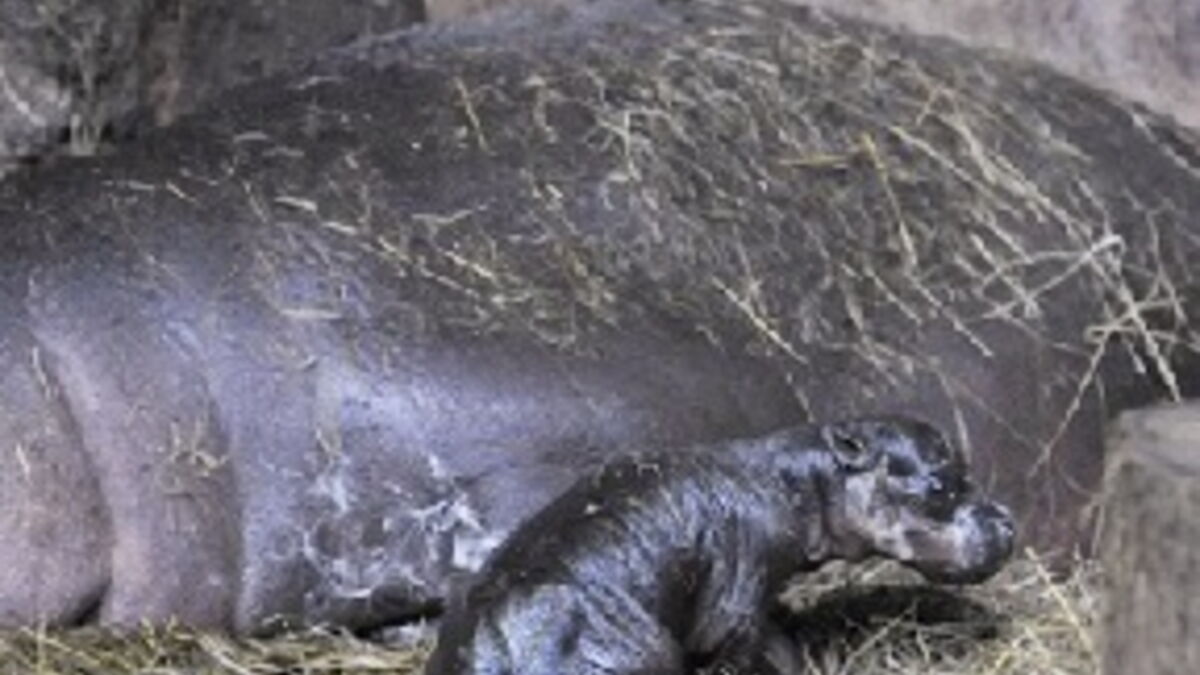 Le zoo de Zurich annonce la naissance historique d'un hippopotame nain