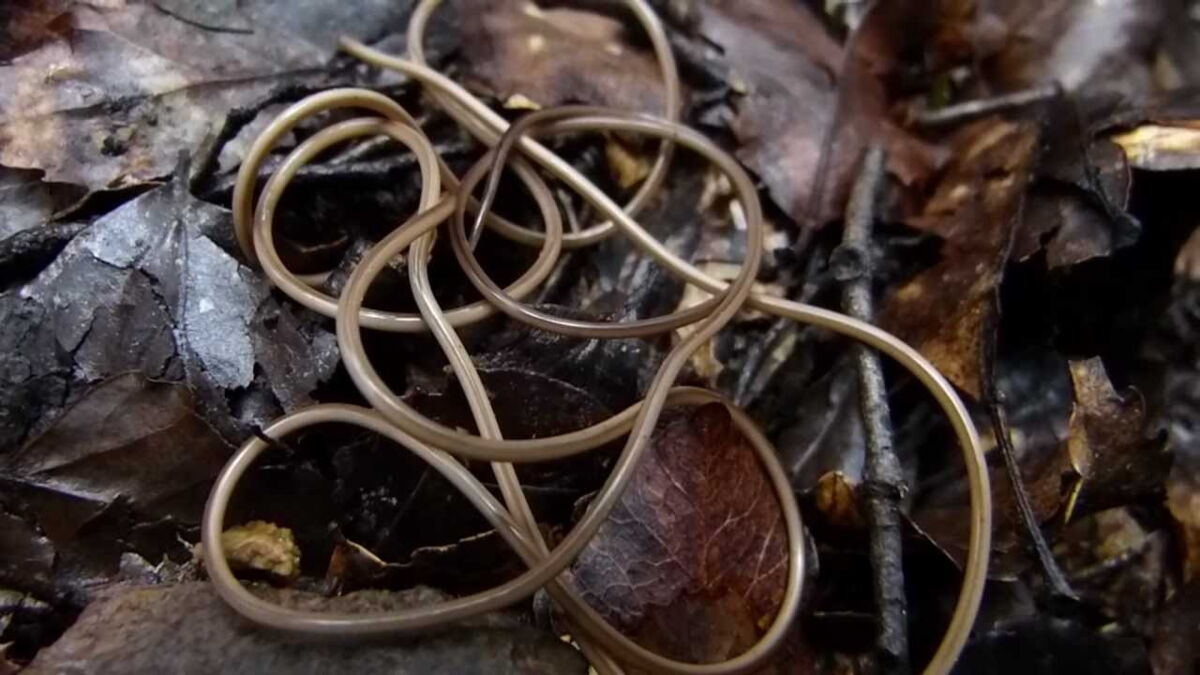 Nématomorpha : ces étranges créatures filmées à Taïwan sont plus ...