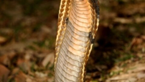 Quand un python géant régurgite un énorme varan en Thaïlande