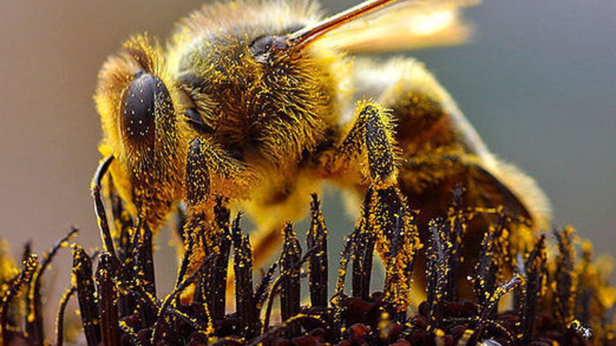 Danger des OGM : Quel est l'impact sur les abeilles