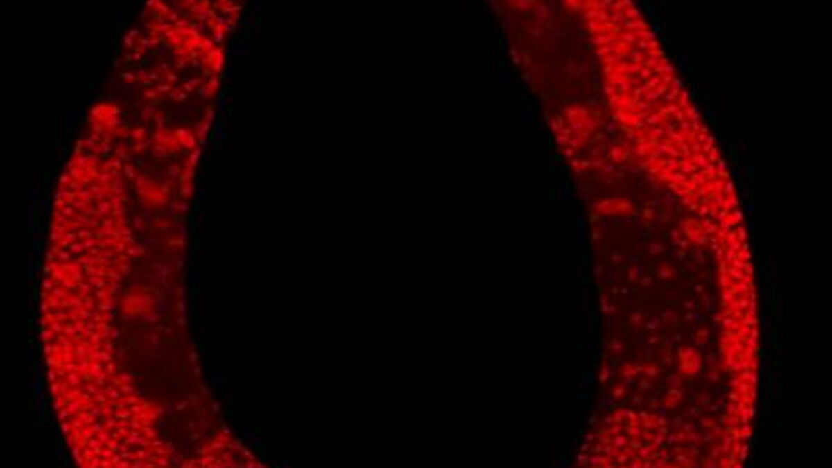 Des vers infectés par des virus