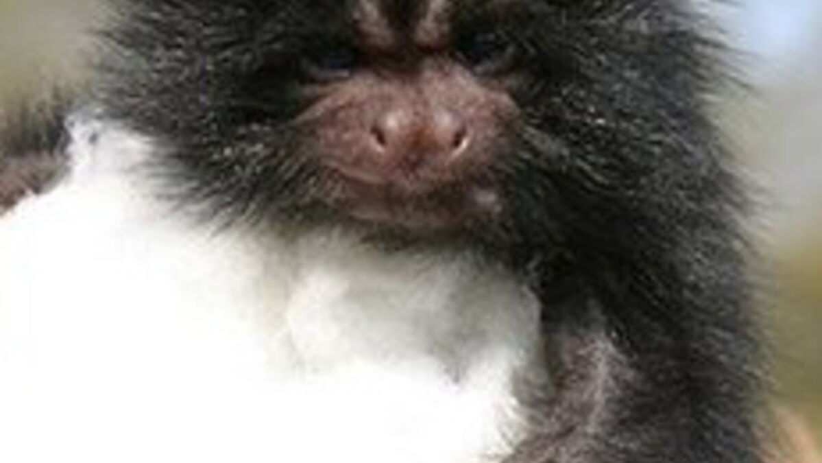 Naissance en captivité d’un bébé singe d’une espèce rarissime