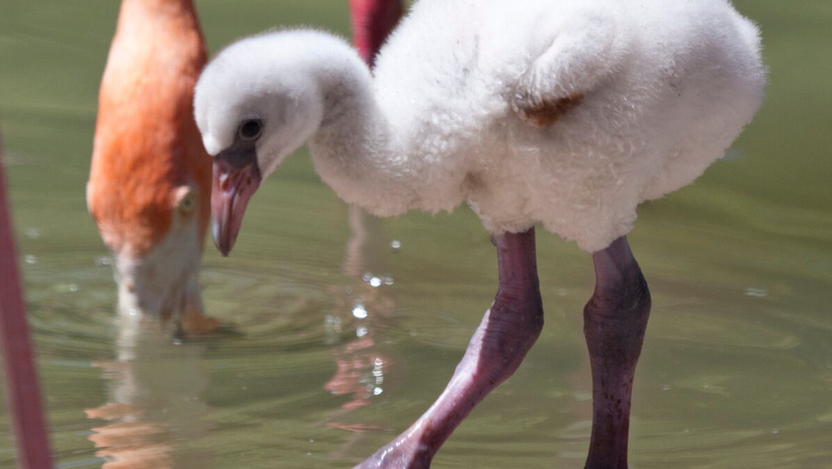 Les miroirs, des accessoires qui stimulent la sexualité des flamants roses