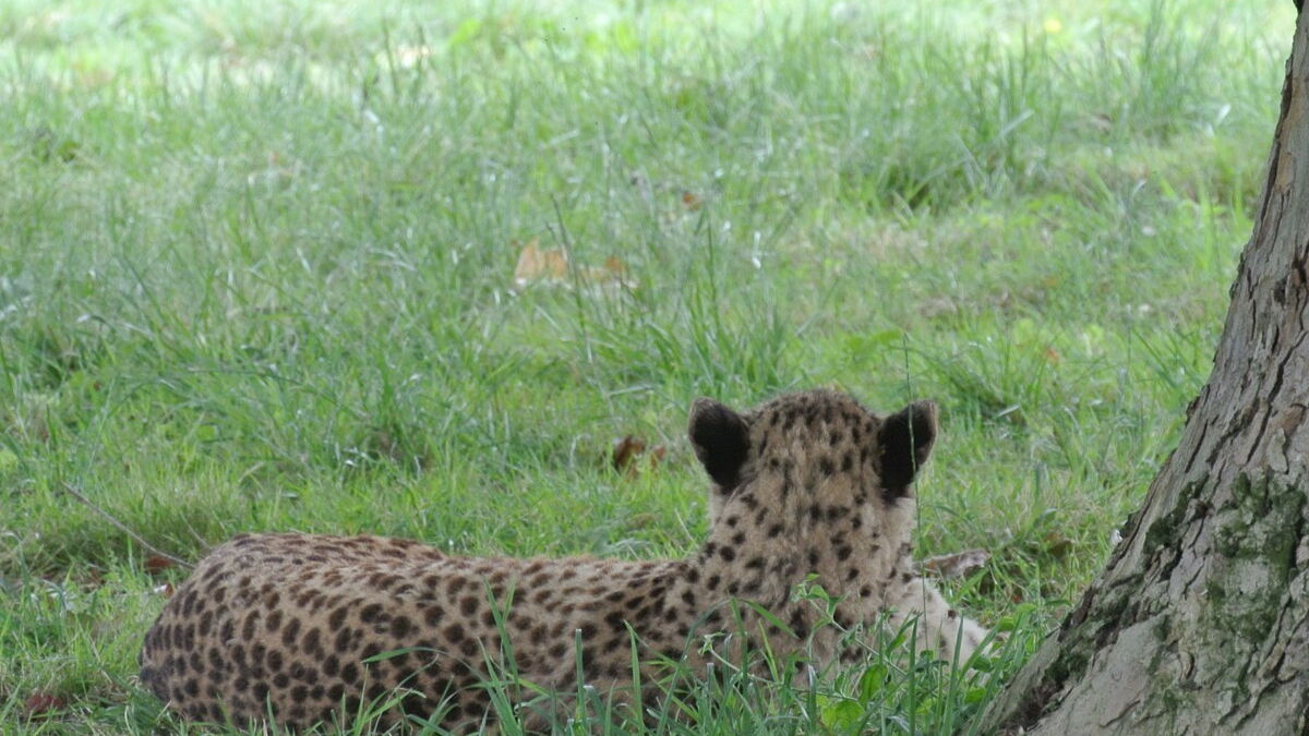 Photos : Le Parc des Félins, une merveilleuse expédition à la rencontre ...