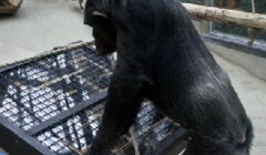 Singe hurleur : 6 choses à savoir sur ce primate bruyant
