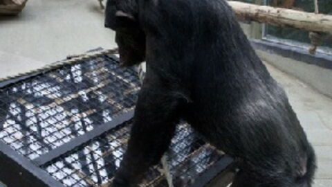 Dès leur plus jeune âge, les bonobos savent consoler un congénère