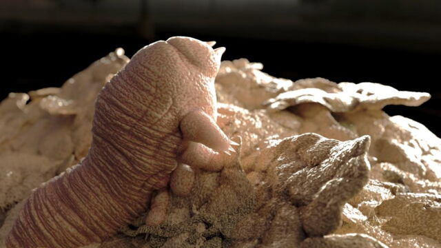 Connaissez-vous les Demodex, ces acariens qui vivent sur notre visage