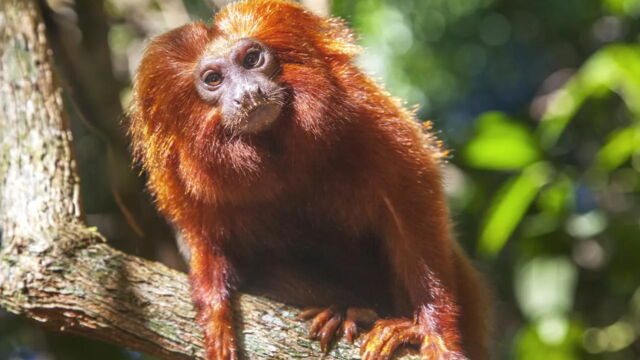 Tamarin lion doré : quelles sont les particularités de ce petit singe ...