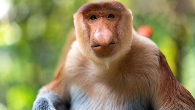 Pourquoi le singe nasique a-t-il un si gros nez ? À quoi lui sert-il