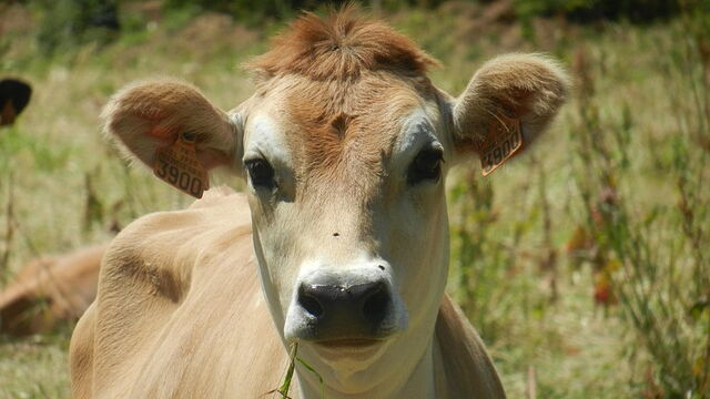 Vache Jersiaise : 5 choses à savoir sur ce bovin originaire de l’île de ...
