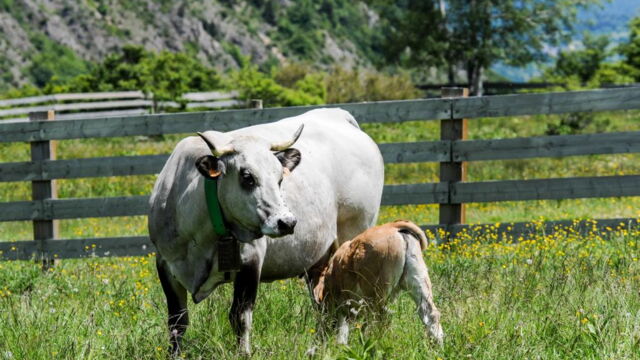 Gasconne des Pyrénées : origine, apparence… tout savoir sur cette race ...