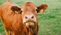 Vache Holstein : pourquoi est-elle la vache préférée des éleveurs