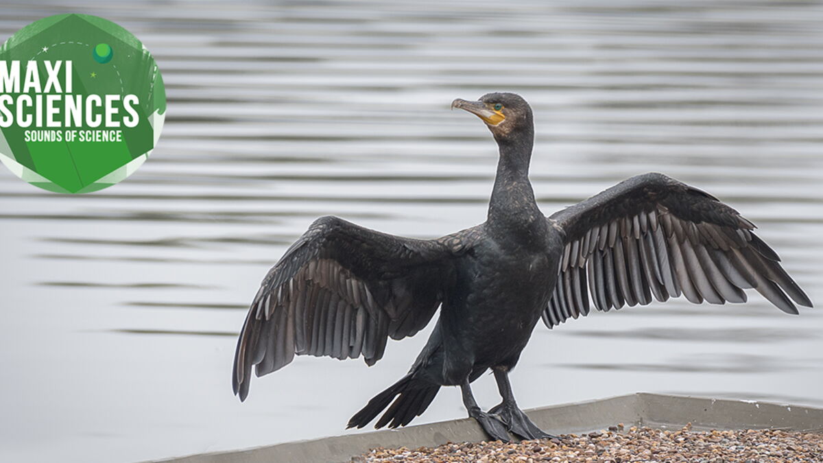BCPO, route solaire et oiseaux, les actus sciences que vous devez connaître ce 22 août