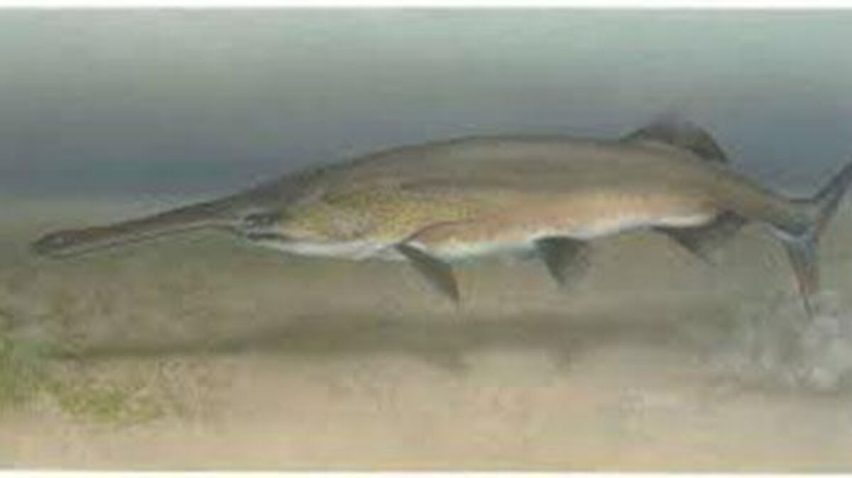 Environnement : le poisson spatule chinois, âgé de 150 millions d ...