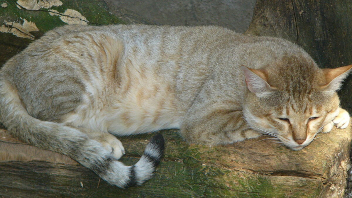 "Chat-renard" : Une nouvelle espèce de chat sauvage découverte en Corse