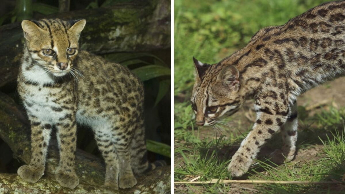 Brésil : Le Leopardus guttulus, une espèce de félin tardivement identifiée grâce à son ADN