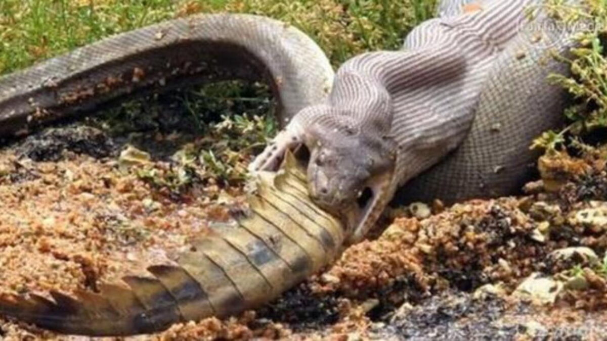 Insolite : Un python géant observé en train d'avaler un crocodile tout ...