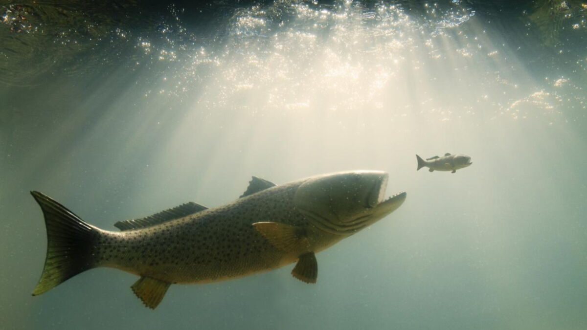 Au Mexique : un terrifiant poisson des profondeurs de 2 mètres 50 a été ...