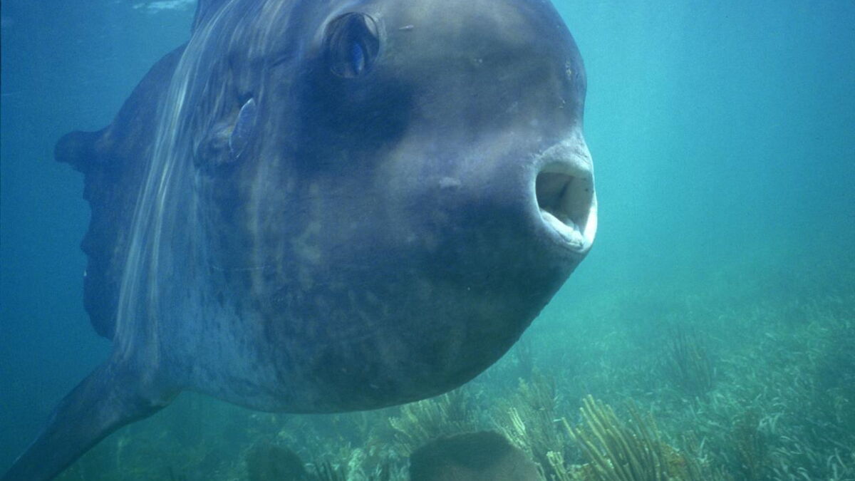 Voici le plus gros poisson osseux du monde, un titan de 3 tonnes