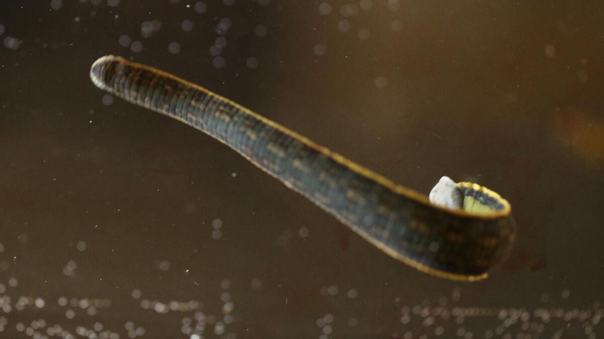 Vietnam : un ver parasite disparu est de retour