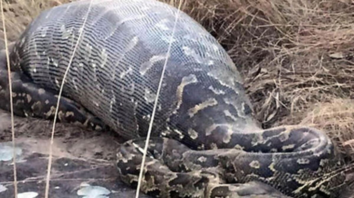 Insolite : ce python n'aurait jamais dû avaler un porc-épic