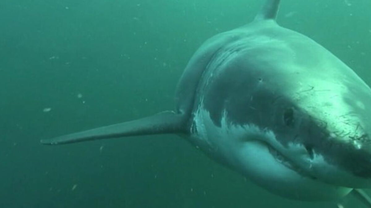 Voilà ce que ça fait de se faire poursuivre par un grand requin blanc