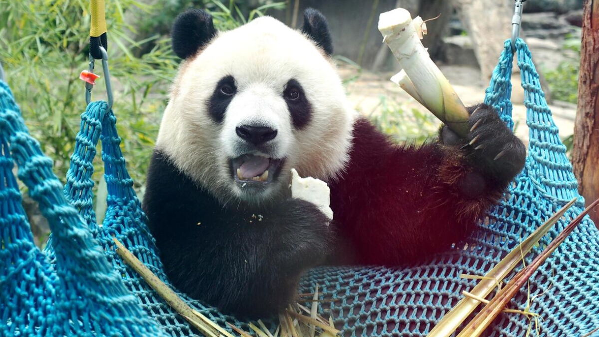 Panda : naissance de deux pandas au ZooParc de Beauval (PHOTOS)