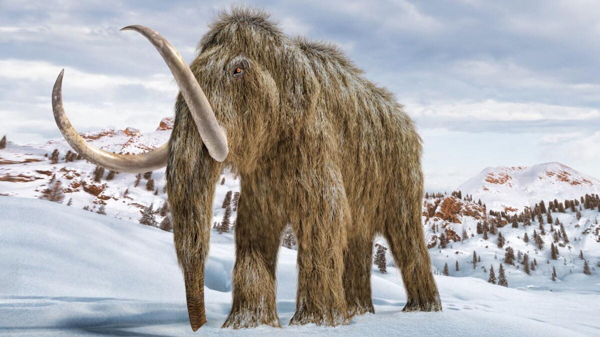 Mammouth : une société veut ramener à la vie l'espèce, éteinte depuis ...