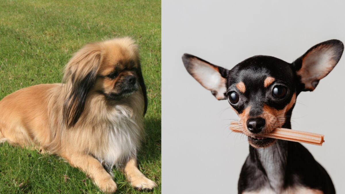 Photos : Le TOP des chiens miniatures